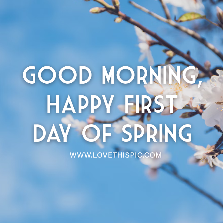 White Petal Flowers - Good Morning, Happy First Day Of Spring Pictures ...