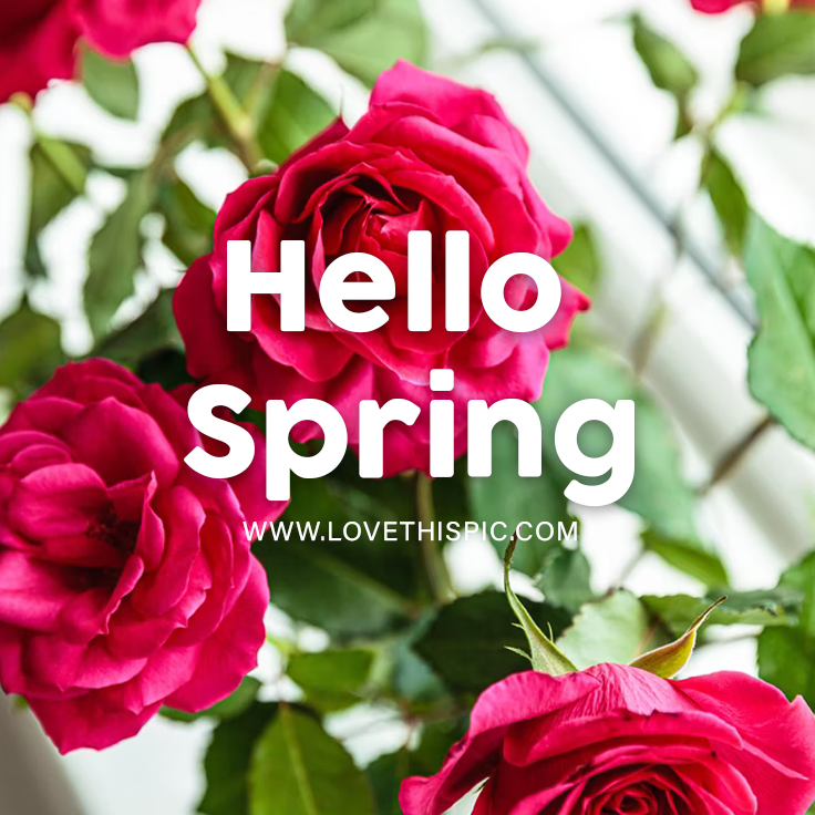 Red Rose Hello Spring Quote Pictures, Photos, and Images for Facebook ...