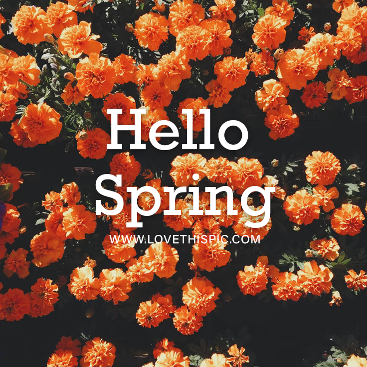 Orange Blooming Flowers - Hello Spring Pictures, Photos, and Images for ...