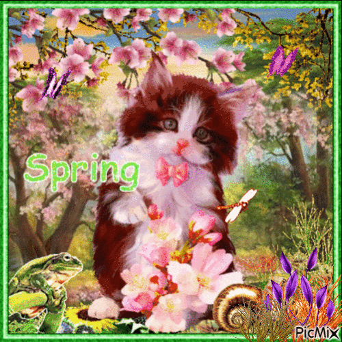 Spring Pictures With Cats