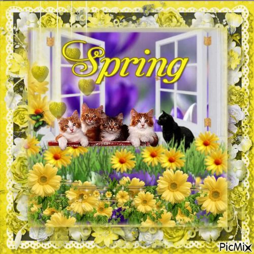 Spring Cats By Window Pictures, Photos, and Images for Facebook, Tumblr ...