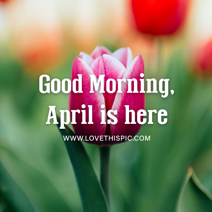 Single Tulip - Good Morning, April Is Here Pictures, Photos, and Images ...