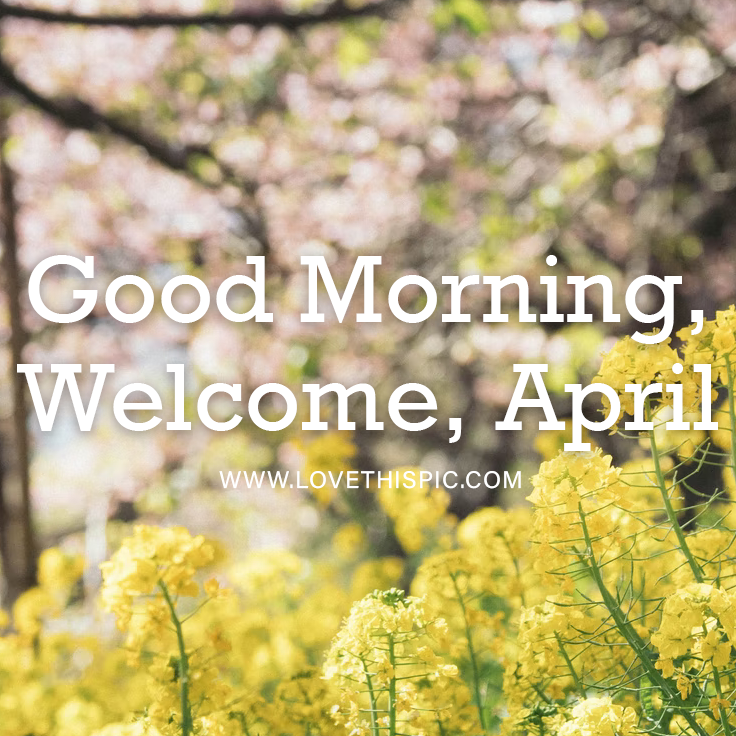 Yellow Field Of Flowers - Good Morning, Welcome April Pictures, Photos ...