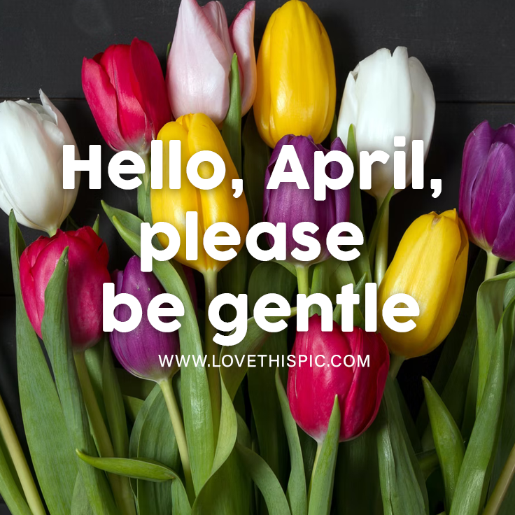 Colorful Tulips - Hello April, Please Be Gentle Pictures, Photos, and ...