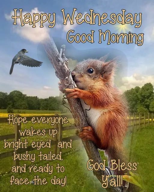 Baby Squirrel - Happy Wednesday, Good Morning Pictures, Photos, and ...