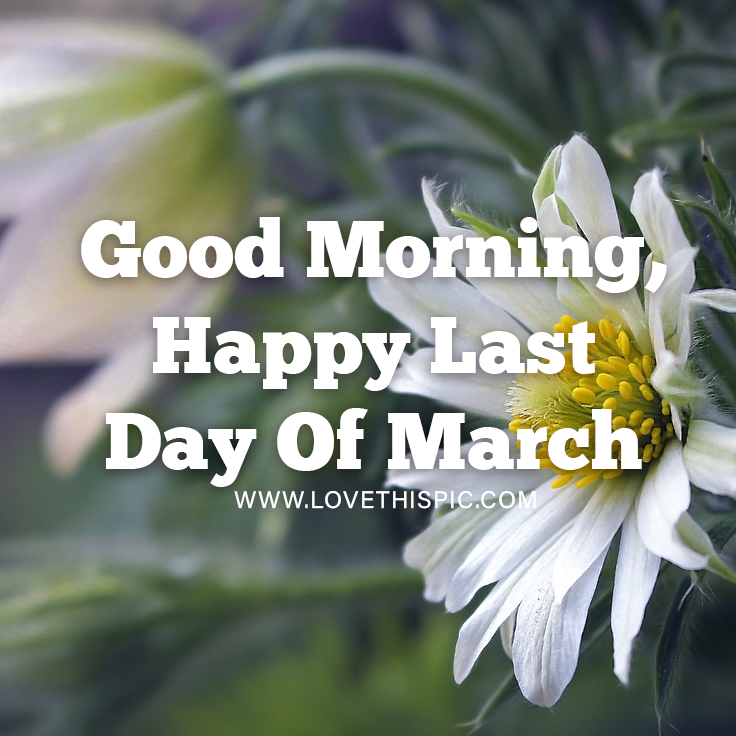 White Daisy Bloom - Good Morning, Happy Last Day Of March Pictures ...