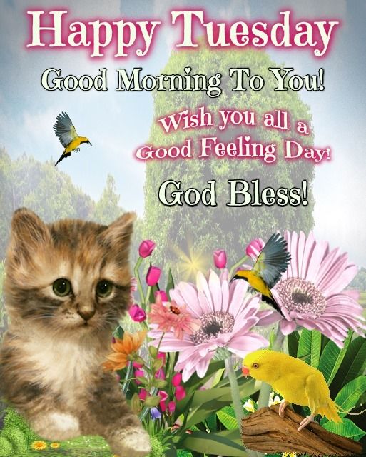 Wish You All A Good Feeling Day! Happy Tuesday, Good Morning To You ...