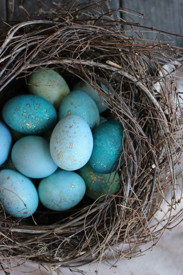 Dyed Robin Eggs Pictures, Photos, and Images for Facebook, Tumblr ...