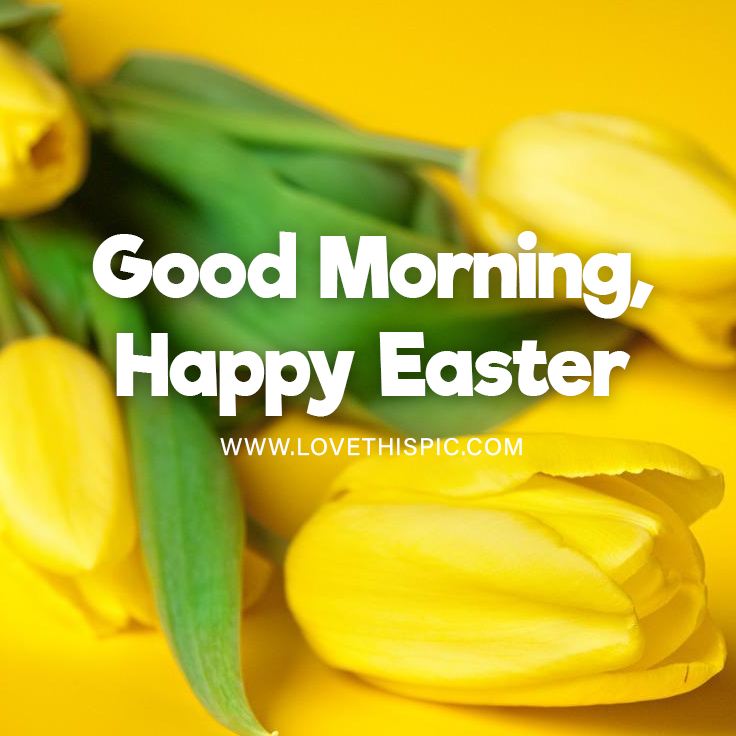 Yellow Tulips - Good Morning, Happy Easter Pictures, Photos, and Images ...