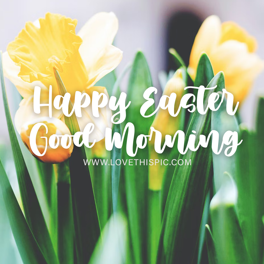 Yellow Daffofils - Happy Easter, Good Morning Pictures, Photos, and ...