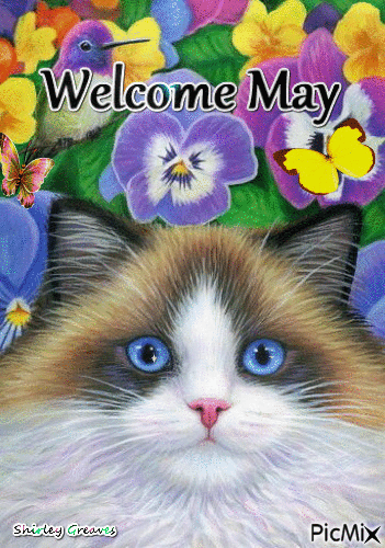 Cute Cat With Flowers, Bird And Butterflies - Welcome May Pictures ...