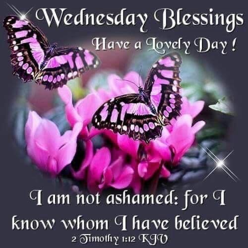 Pink & Black Butterfly - Wednesday Blessings Pictures, Photos, and ...