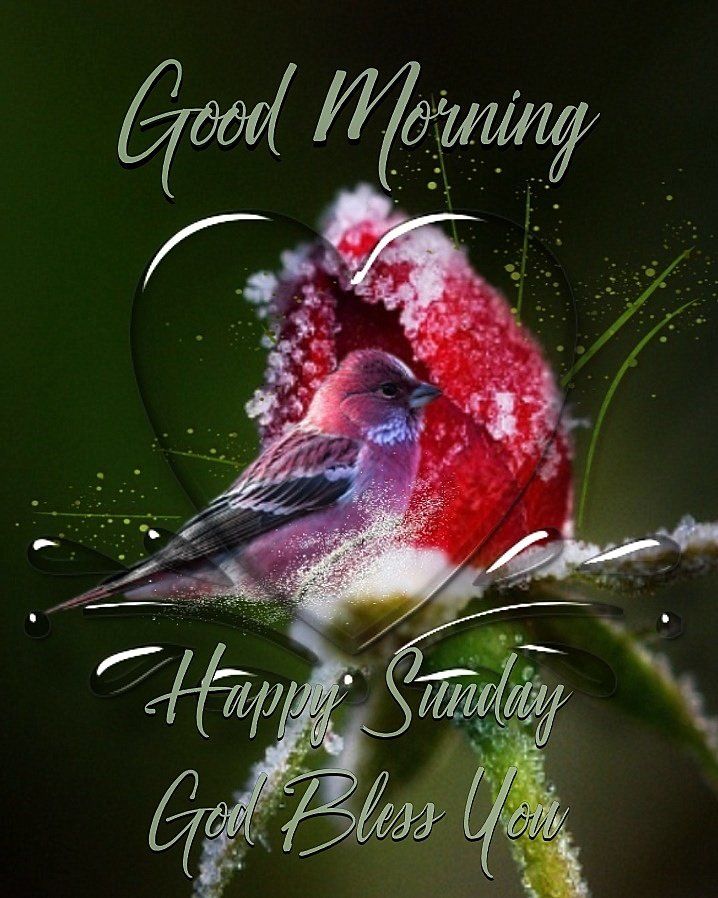 Frozen Rose - Good Morning, Happy Sunday Pictures, Photos, and Images ...