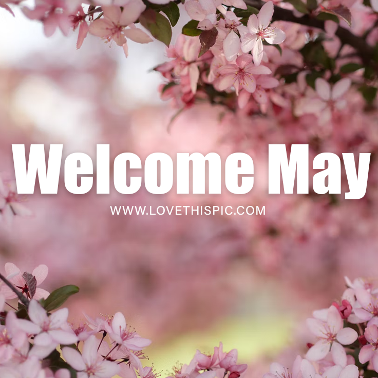 Cherry Blossom Tree - Welcome May Pictures, Photos, and Images for ...