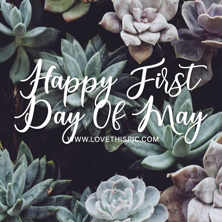 Succulent Planter - Happy First Day Of May Pictures, Photos, and Images ...