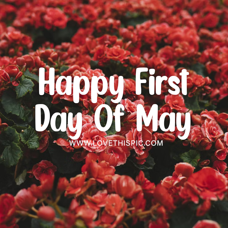 Field Of Red Roses - Happy First Day Of May Pictures, Photos, and ...