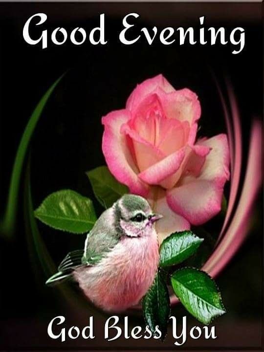 Good Evening. God Bless You Pictures, Photos, and Images for Facebook ...