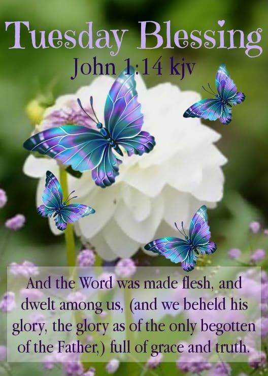 Beautiful Butterflies - Tuesday Blessing Pictures, Photos, and Images ...