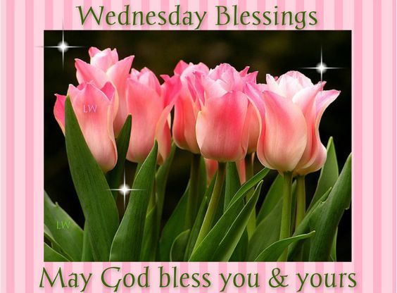 Pink Tulips - Wednesday Blessings. May God Bless You & Yours Pictures ...