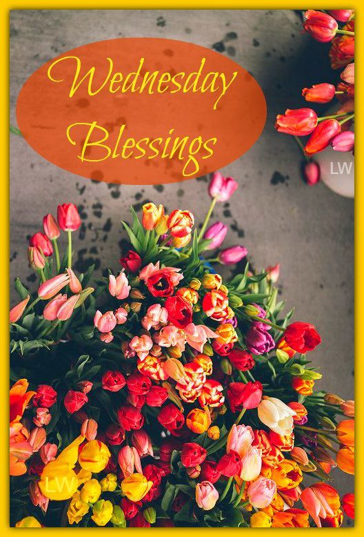 Yellow, Pink And Red Wednesday Blessings Pictures, Photos, and Images ...