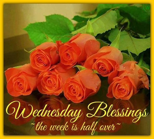 Red Rose Wednesday Blessings Quote Pictures, Photos, and Images for ...
