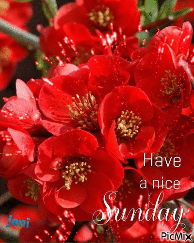 A Nice Sunday Pictures, Photos, and Images for Facebook, Tumblr ...