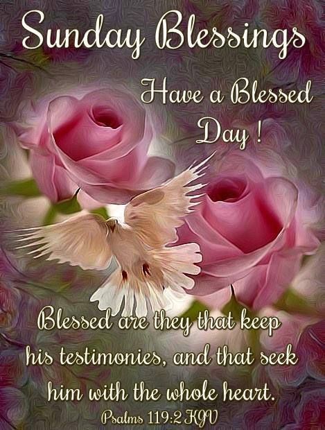 Pink Roses Sunday Blessings Pictures, Photos, and Images for Facebook ...