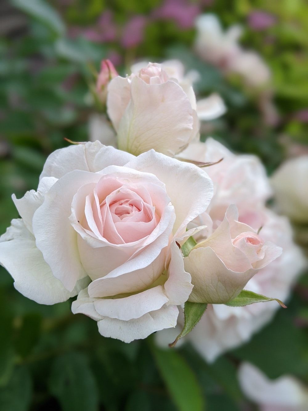 White Pink Roses Pictures, Photos, and Images for Facebook, Tumblr ...