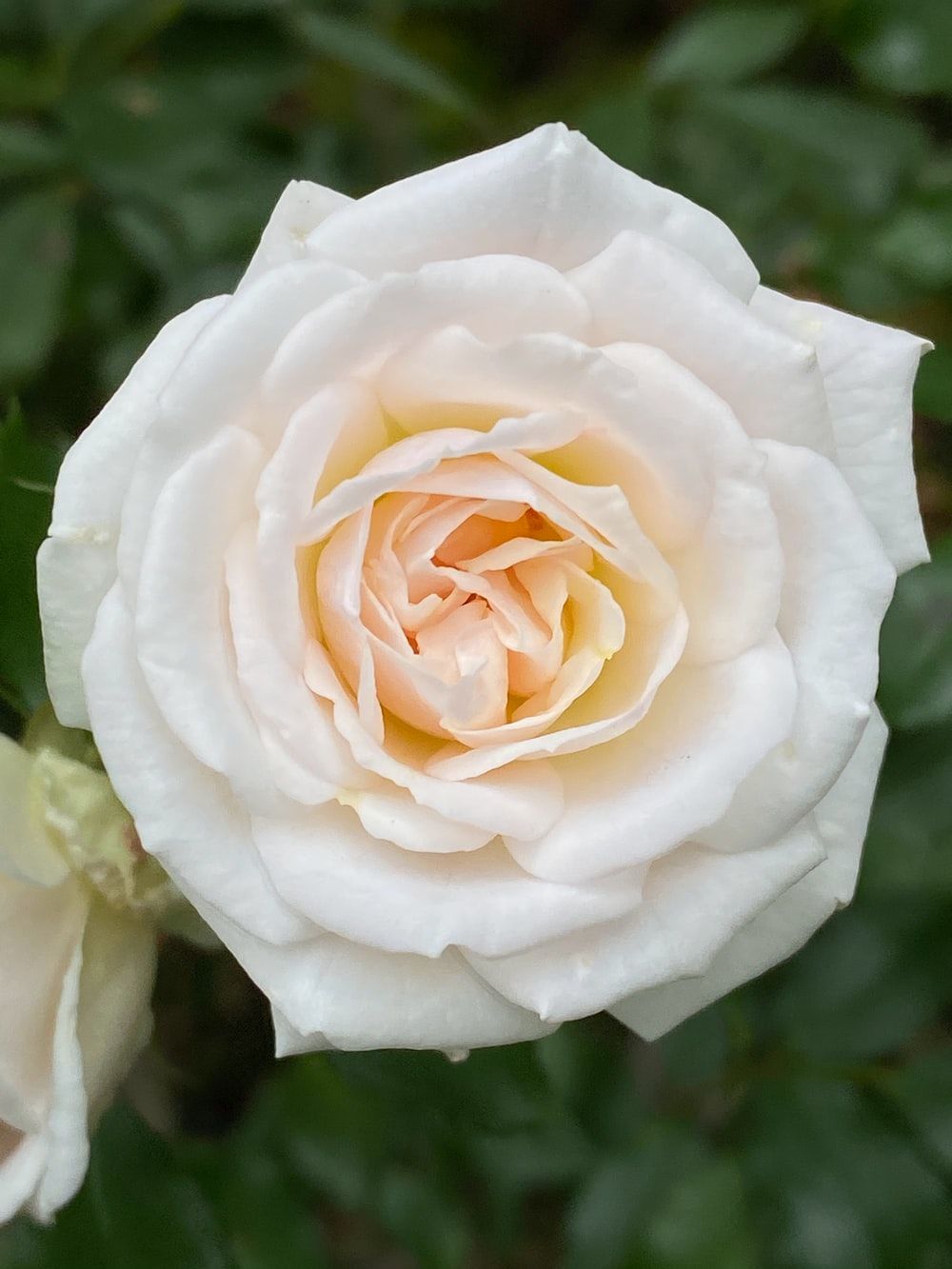 Fully Open White Rose Pictures, Photos, and Images for Facebook, Tumblr ...