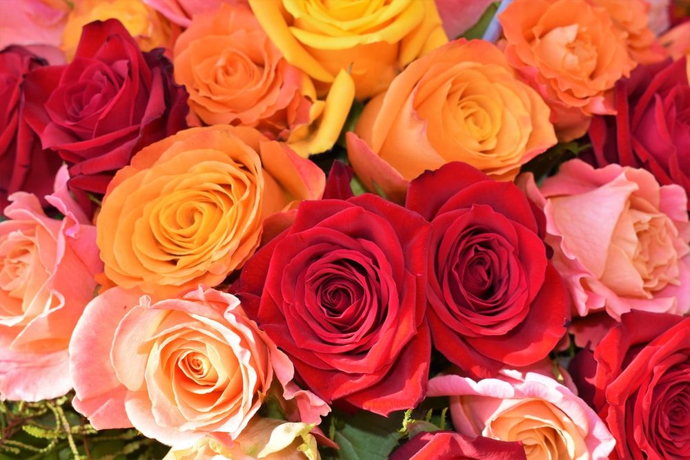 Orange, Yellow And Red Roses Pictures, Photos, and Images for Facebook ...