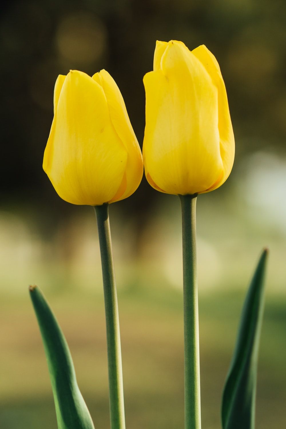 Two Yellow Tulips Pictures, Photos, and Images for Facebook, Tumblr ...