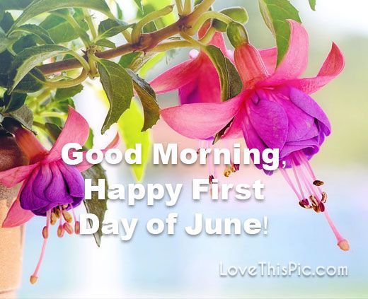 Good Morning, Happy First Day Of June Pictures, Photos, and Images for ...