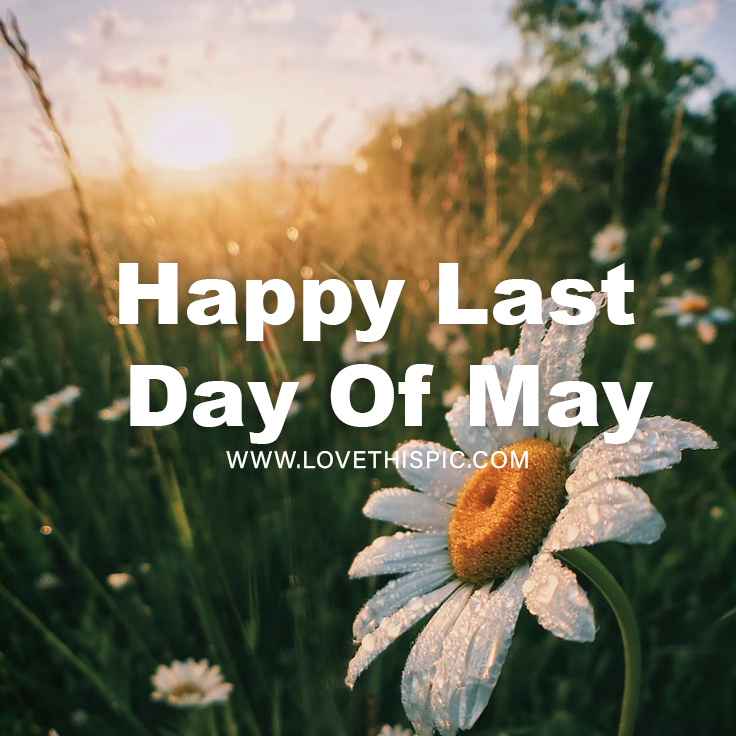 Wet Daisy At Sunrise - Happy Last Day Of May Pictures, Photos, and ...