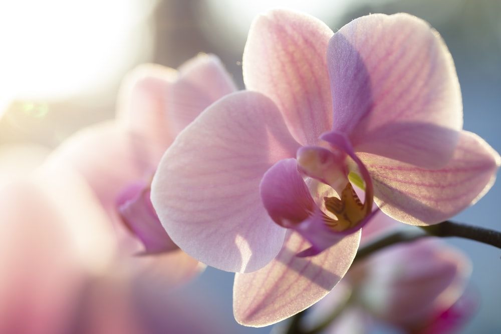 Light Pink Orchid Pictures, Photos, and Images for Facebook, Tumblr ...