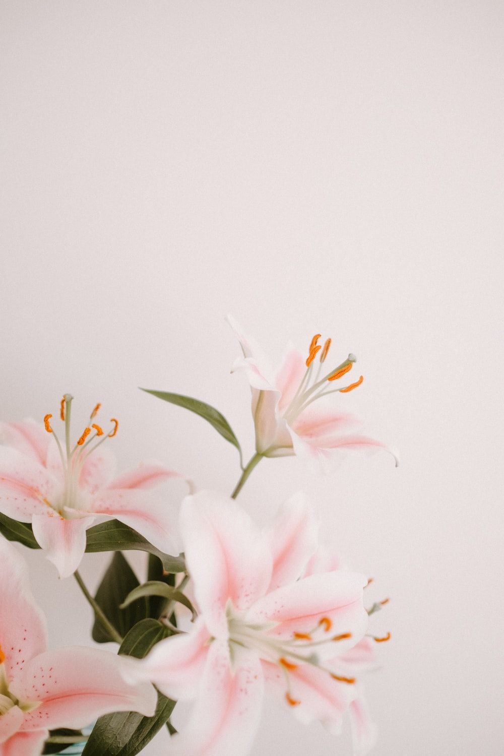 Soft Lilies Pictures, Photos, and Images for Facebook, Tumblr ...