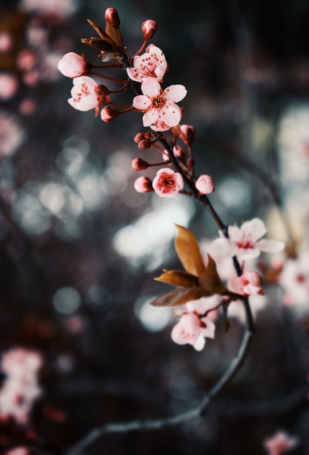 Cherry Blossom Wallpaper Tumblr