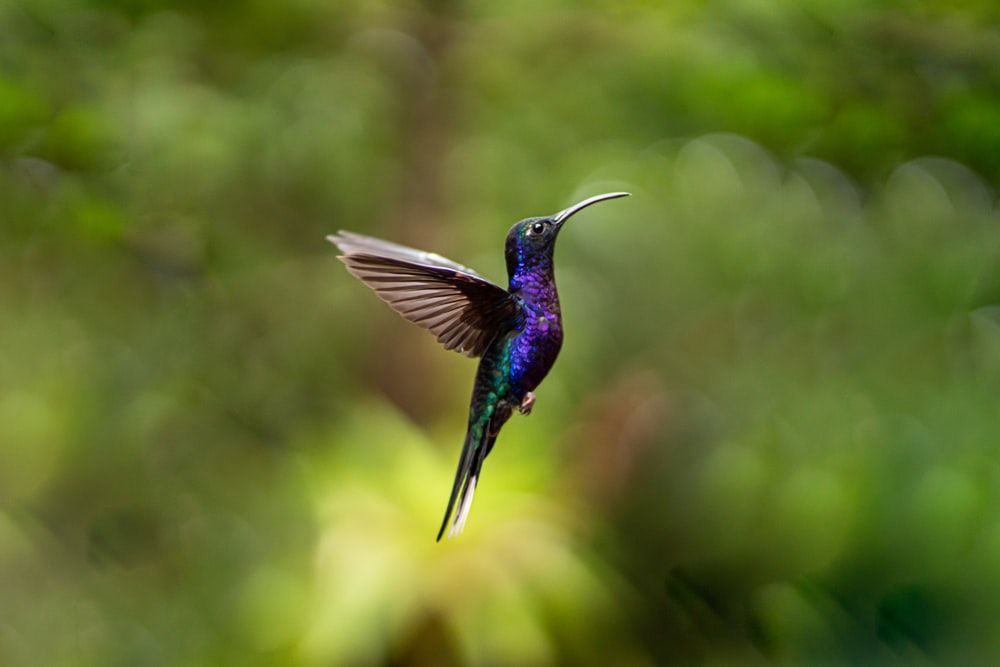 Beautiful Hummingbird Pictures, Photos, and Images for Facebook, Tumblr ...