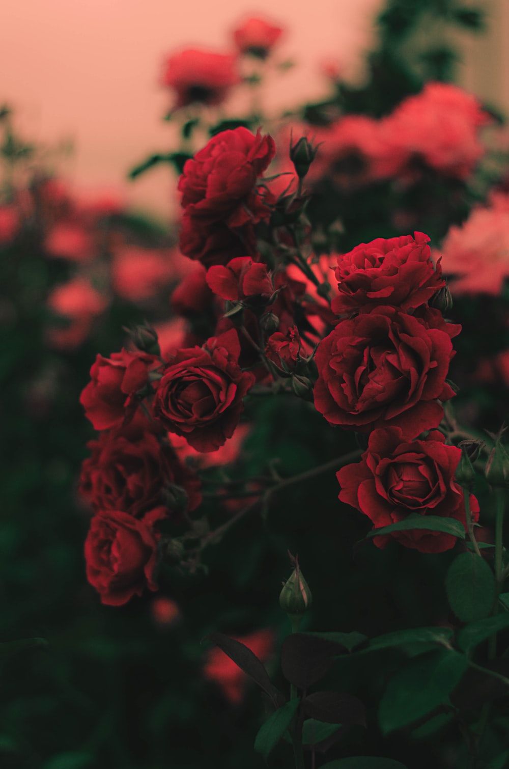 Focus Photography Of Red Roses Pictures, Photos, and Images for ...