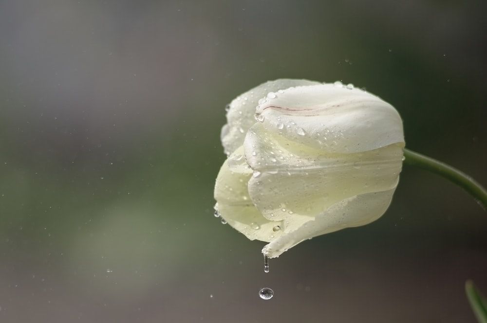 White Tulip Dripping Water Pictures, Photos, and Images for Facebook ...