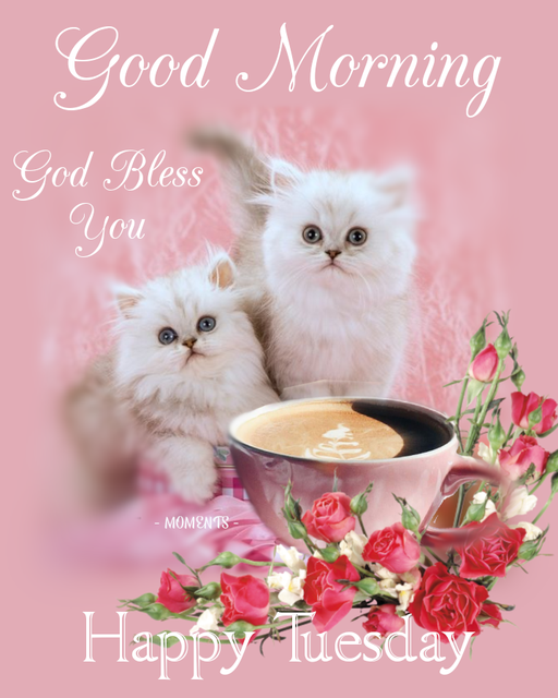 White Kittens & Roses - Good Morning Happy Tuesday Pictures, Photos ...