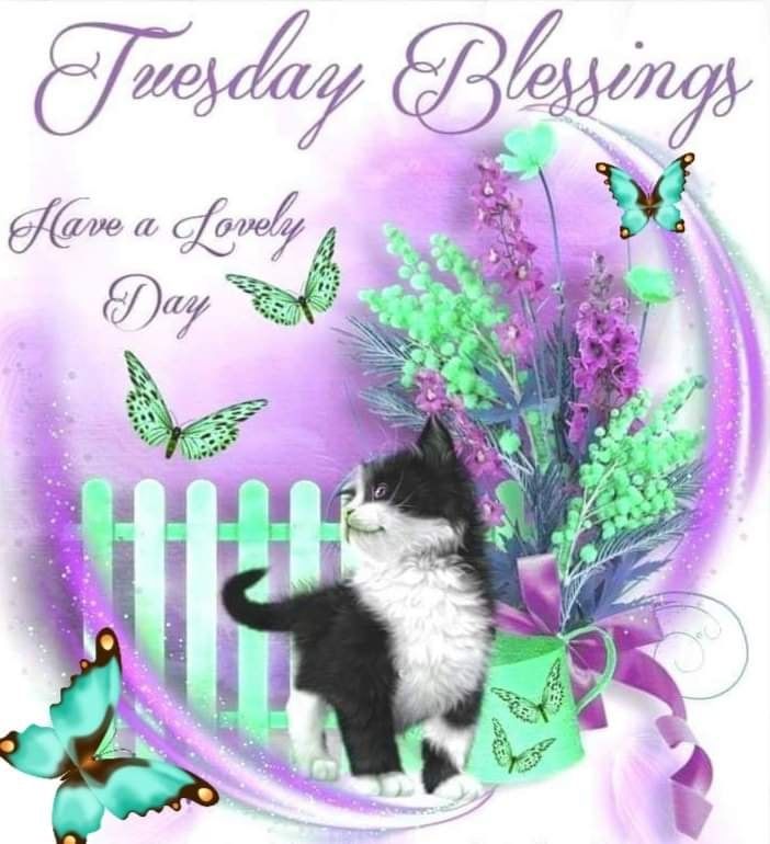 Butterflies With Kitten, Tuesday Blessings Pictures, Photos, and Images ...
