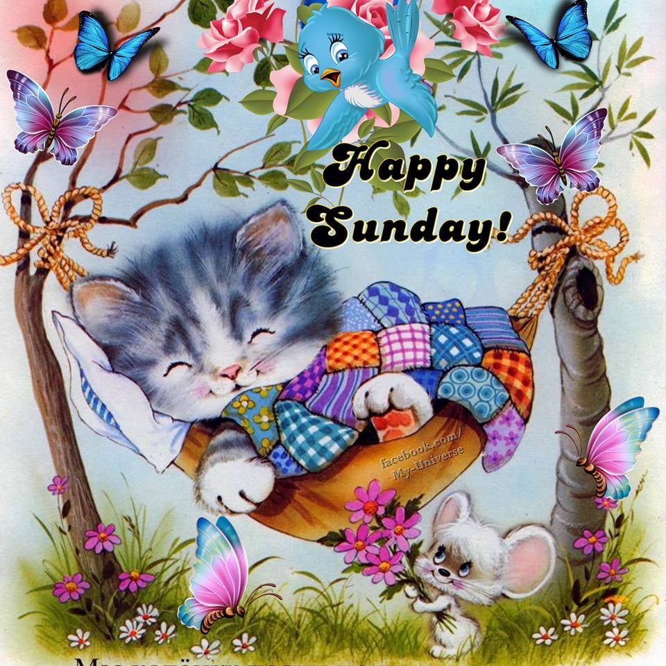 Happy Sunday Animals