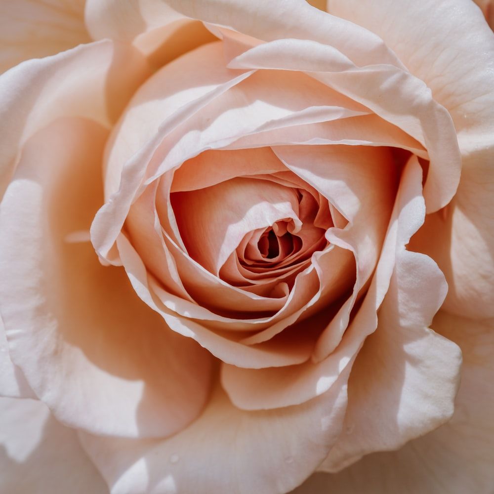 Single Beige Rose Pictures, Photos, and Images for Facebook, Tumblr ...