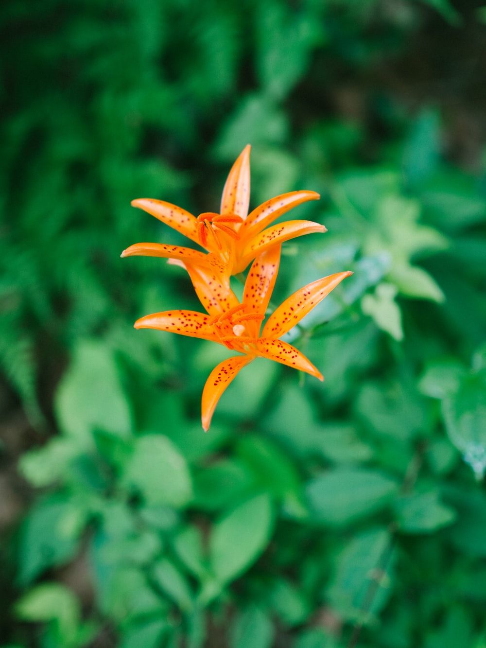 Orange Lily Pictures, Photos, and Images for Facebook, Tumblr ...