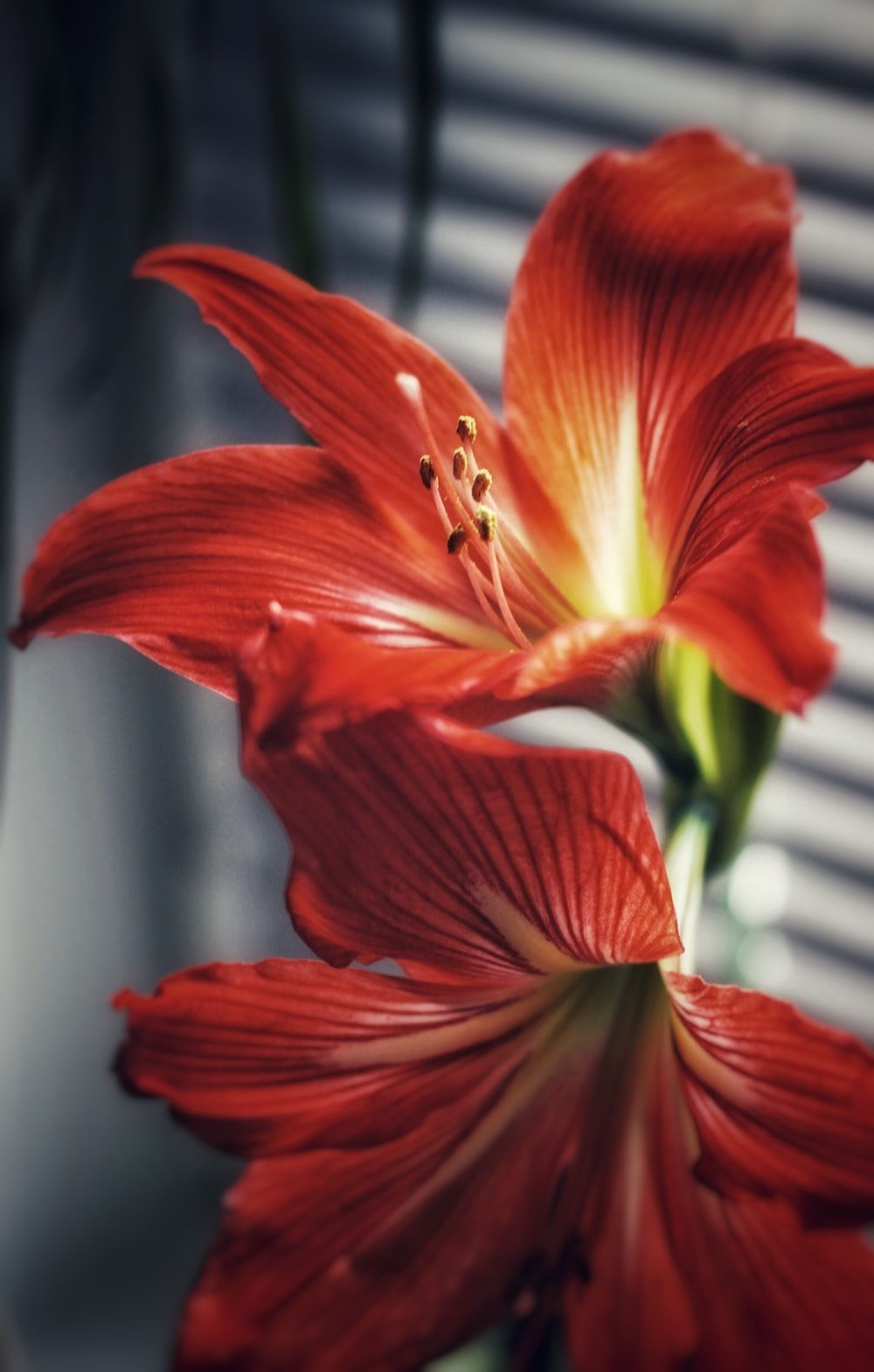 Red Bloomed Lily Pictures, Photos, and Images for Facebook, Tumblr ...