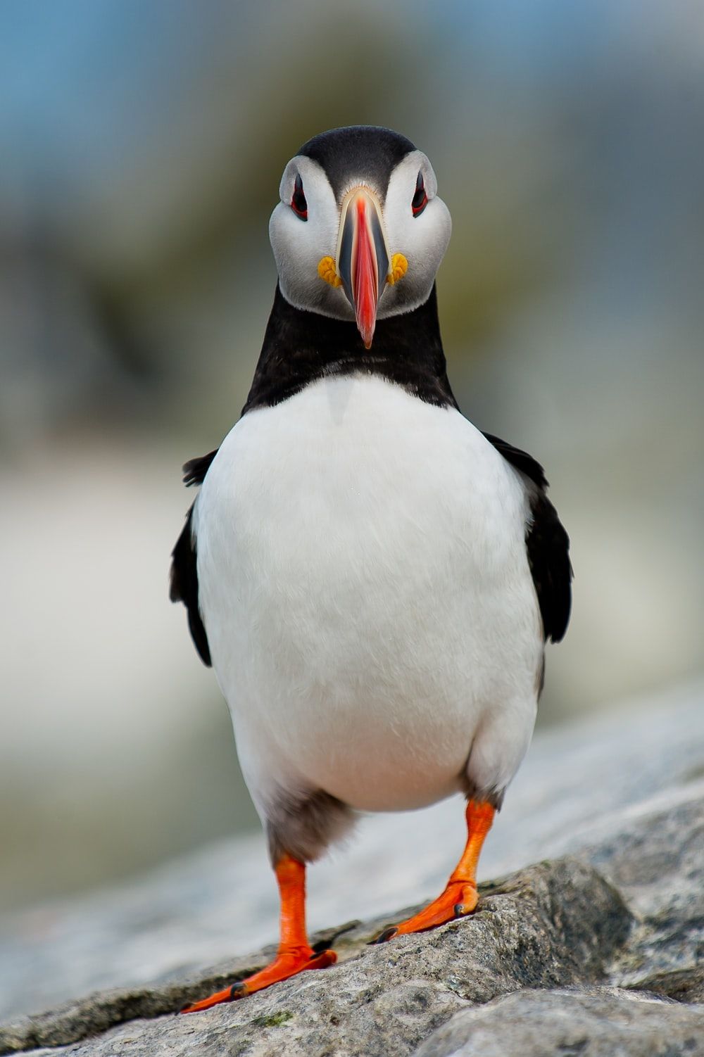 Cute Puffin Pictures, Photos, and Images for Facebook, Tumblr ...