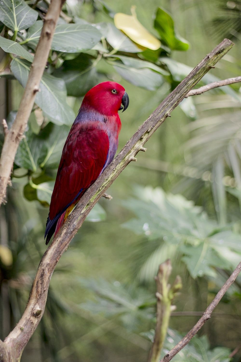 Red Parrot Perched On Tree Branch Pictures, Photos, and Images for ...