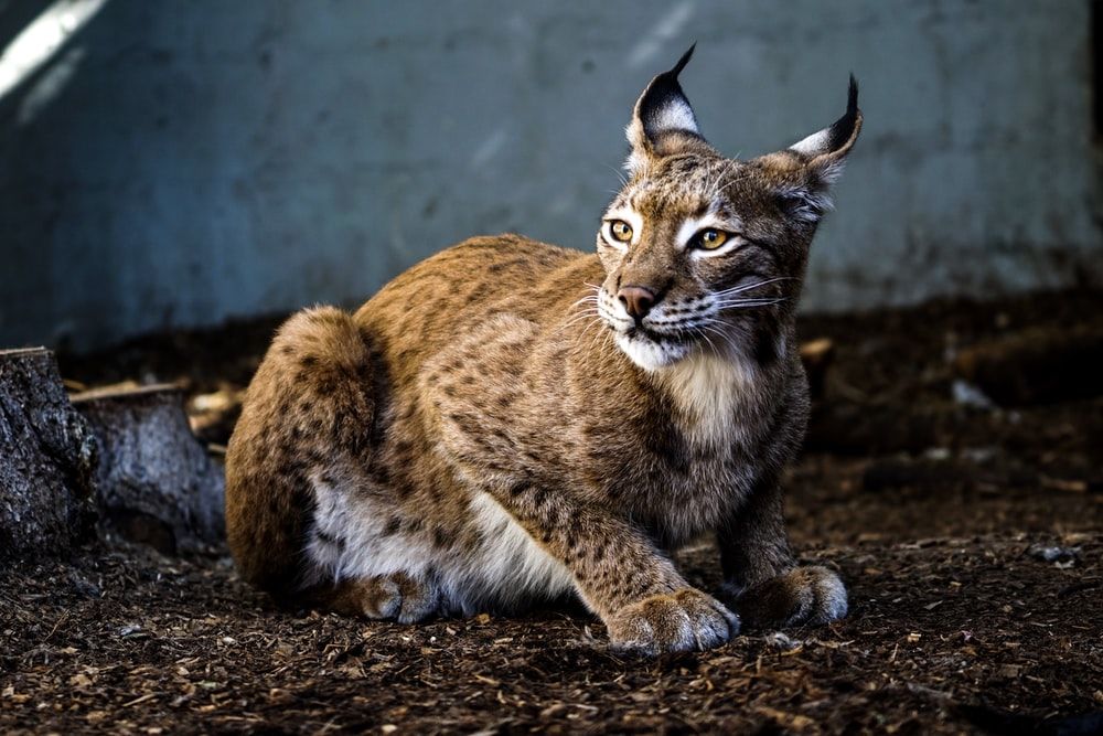 Lynx Pictures, Photos, and Images for Facebook, Tumblr, Pinterest, and ...