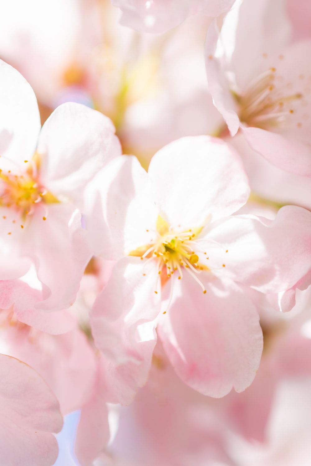 Light Pink Cherry Blossom Closeup Pictures, Photos, and Images for ...