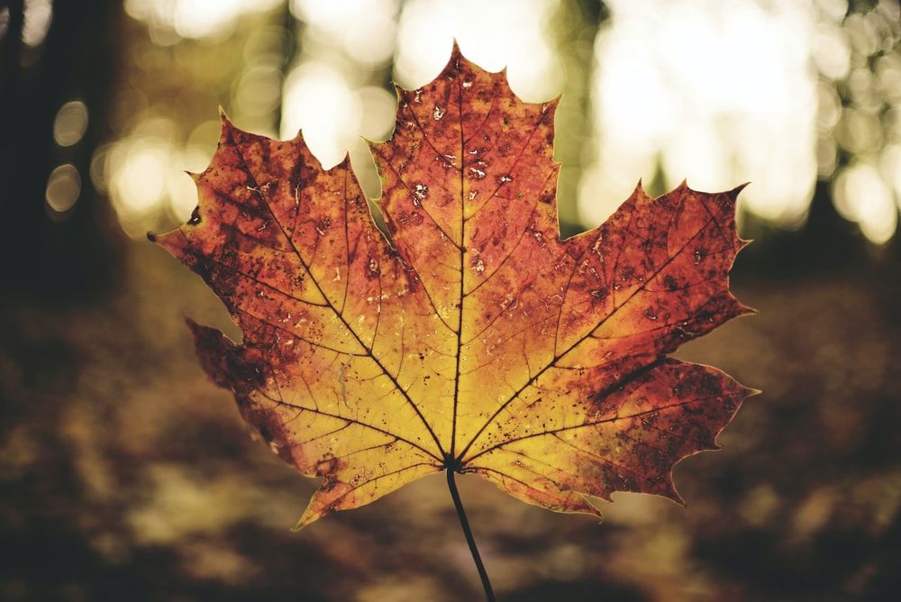 Brown Maple Leaf Pictures, Photos, and Images for Facebook, Tumblr ...